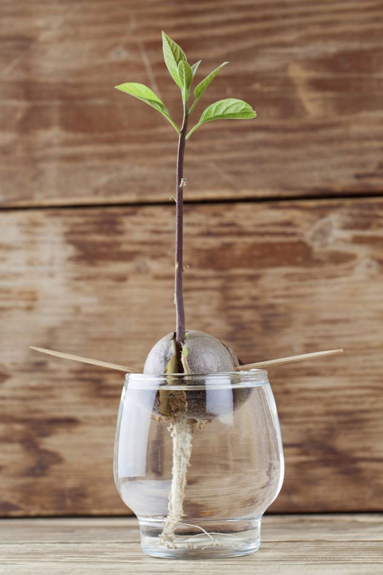 Comment faire pousser un avocatier en utilisant un noyau d'avocat ...