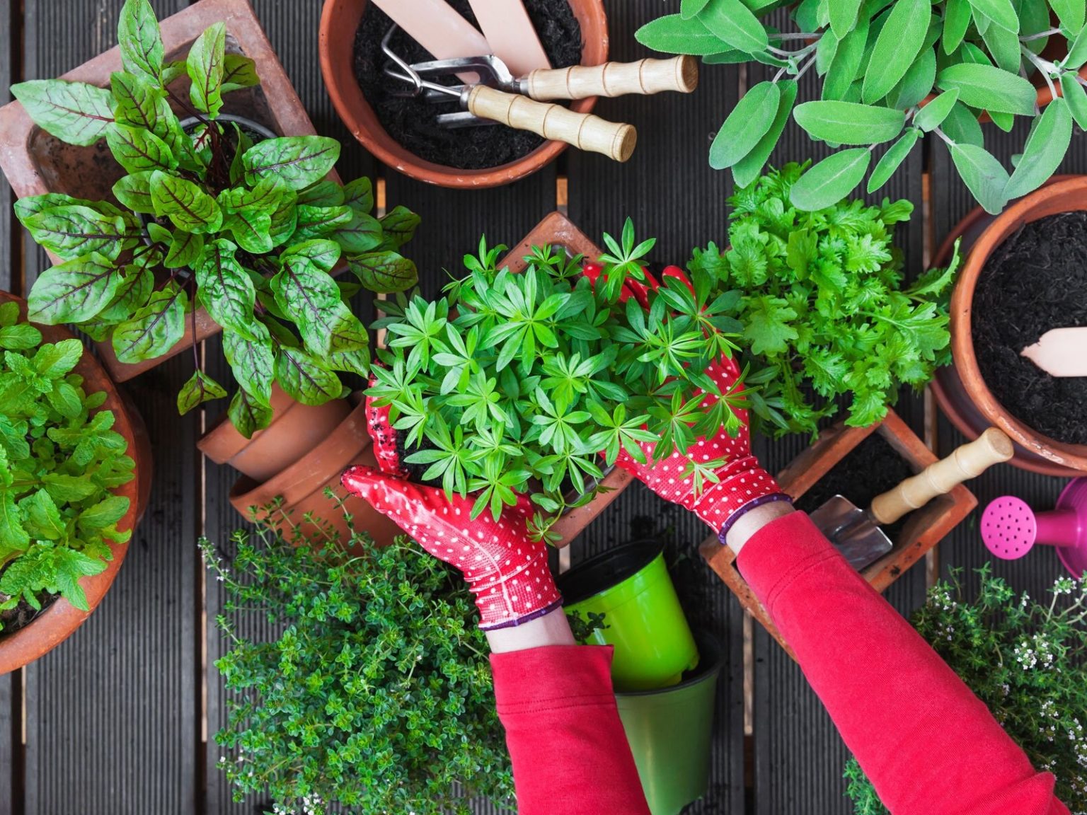 Jardiner en février | Conseils de jardinage | Zenidées.com