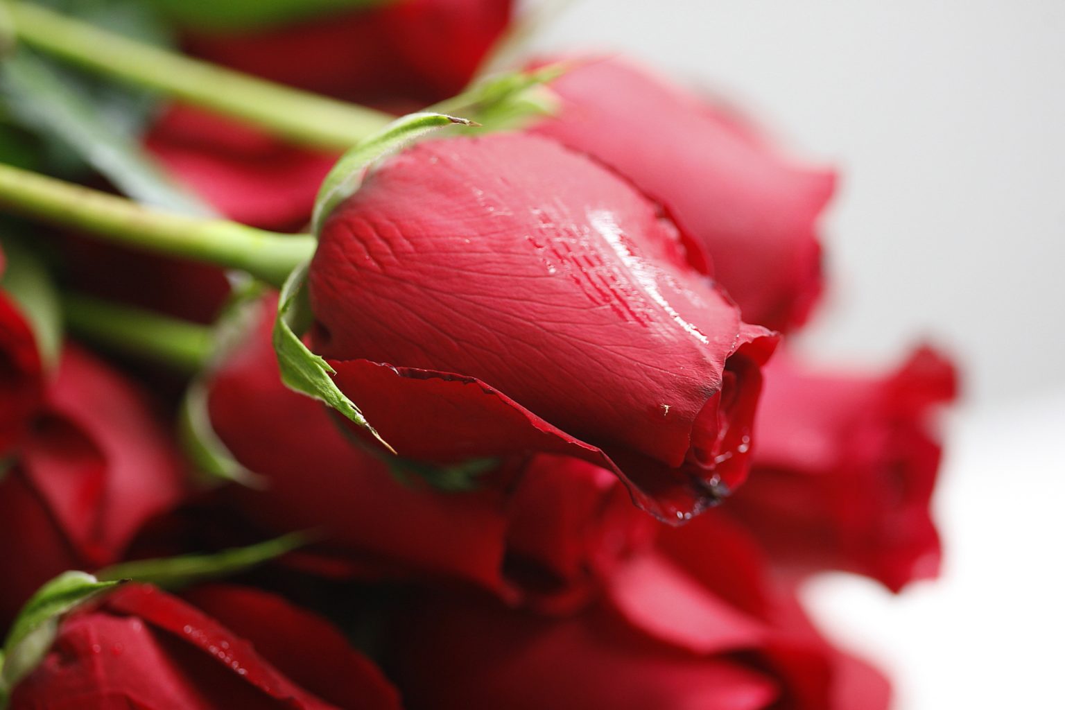 De bons conseils pour choisir un joli bouquet de roses pour la Saint ...